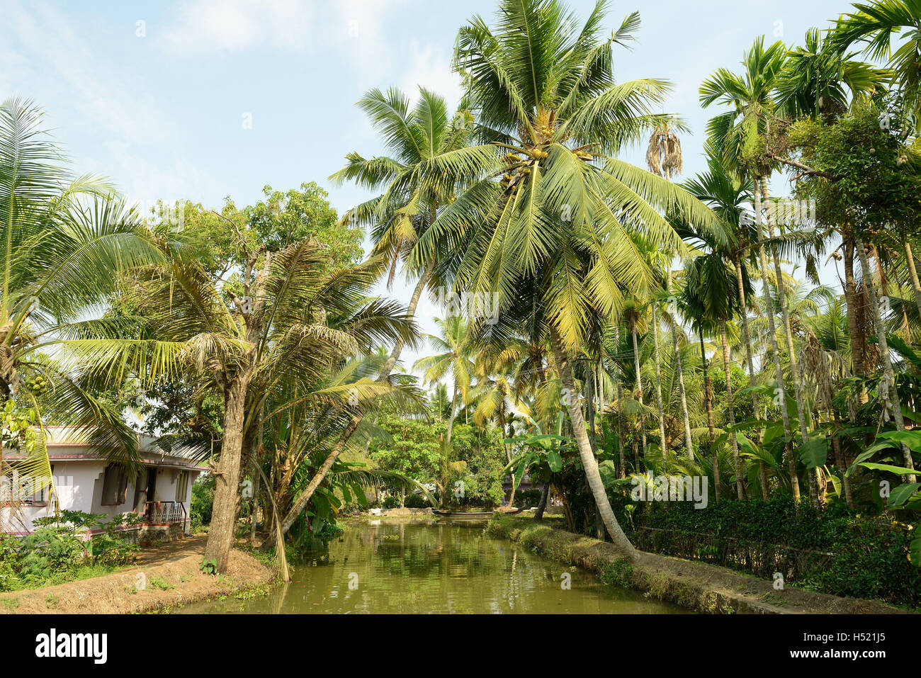 India, Coco trees reflection and beautifoull house boat at back waters ...