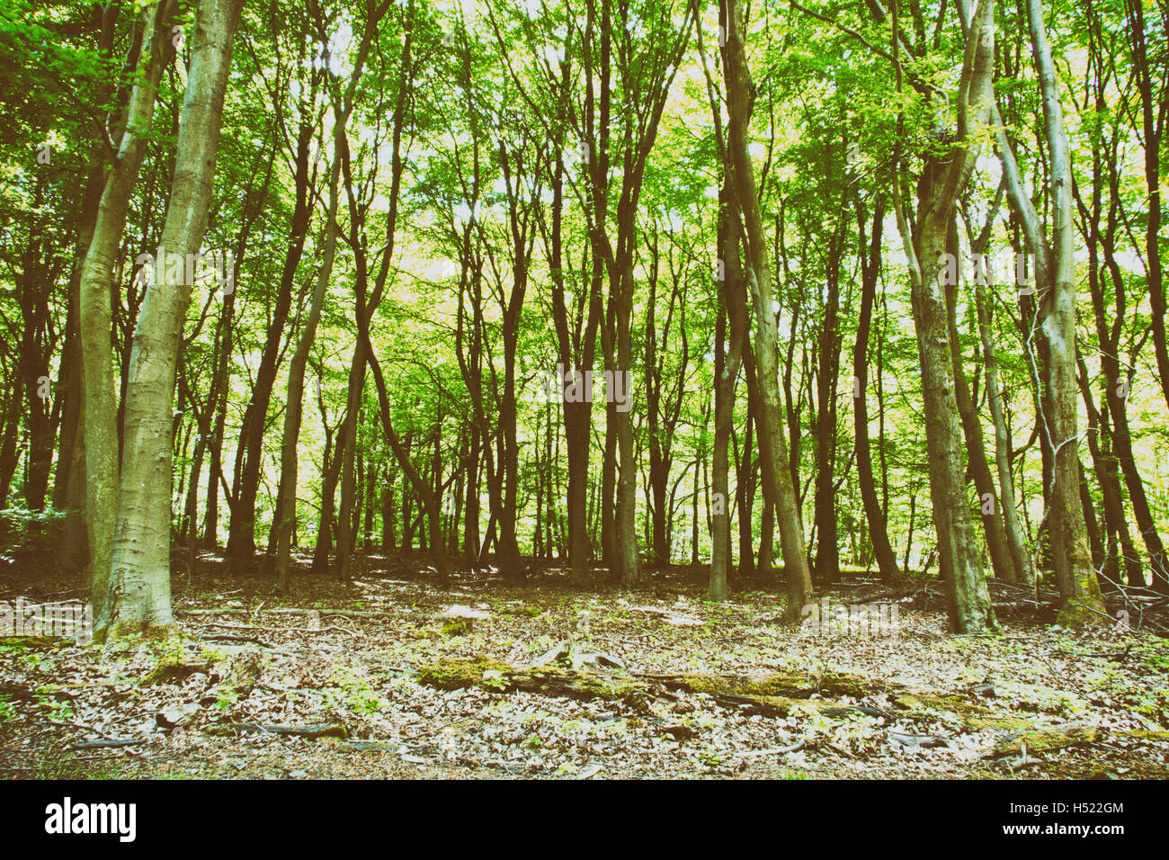 Looking through the trees in an English wood Stock Photo - Alamy