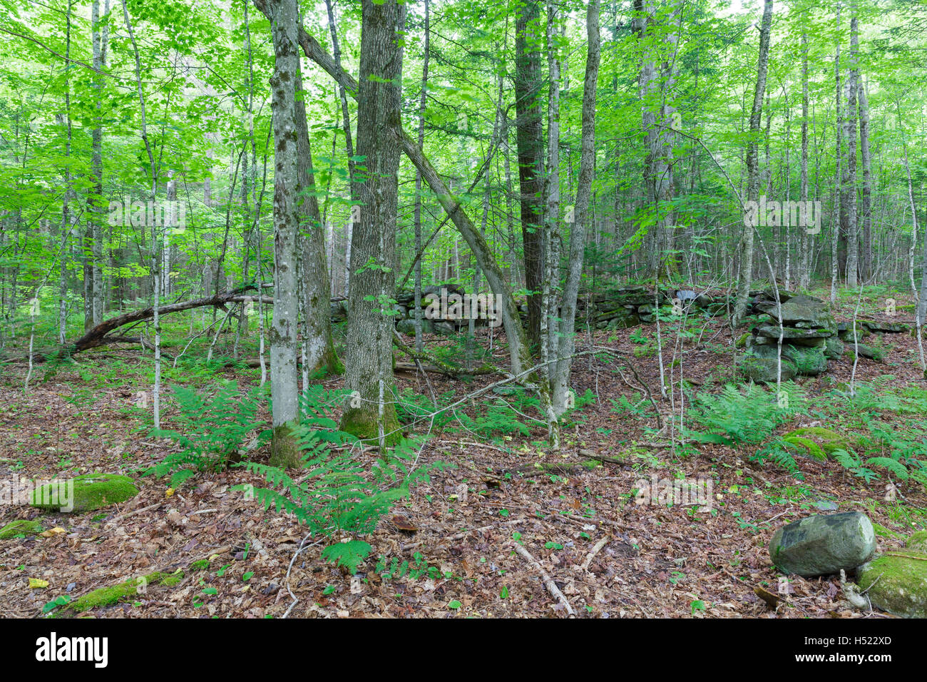 Site of Merrill’s Mountain House in Warren, New Hampshire during the ...