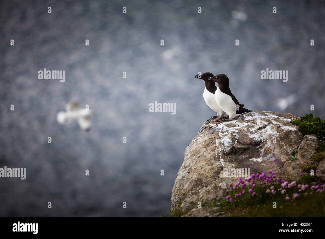 A beautiful pair of nesting razorbill seabirds perched on the edge of ...