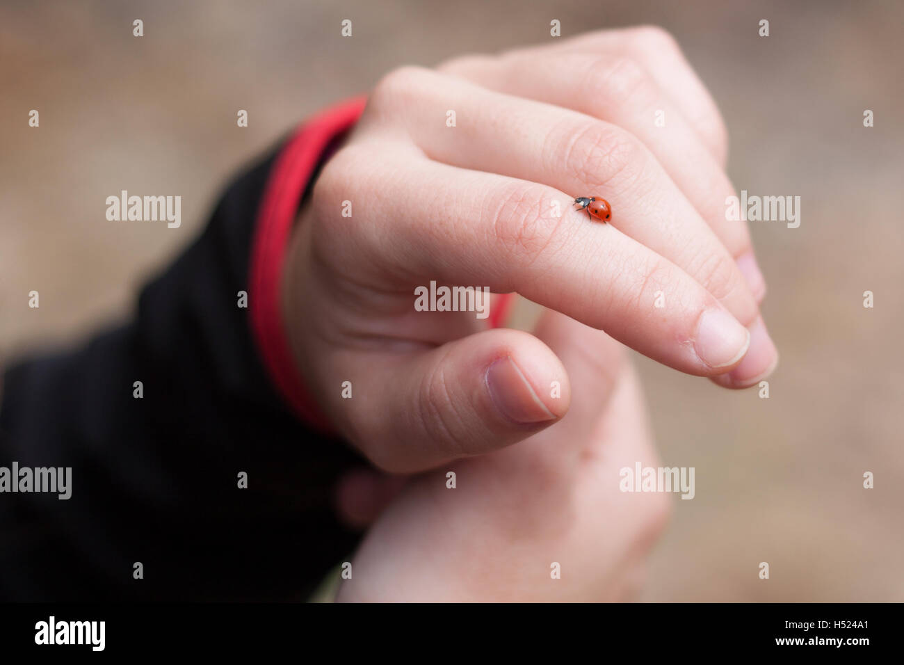 Ladybug hand hi-res stock photography and images - Alamy