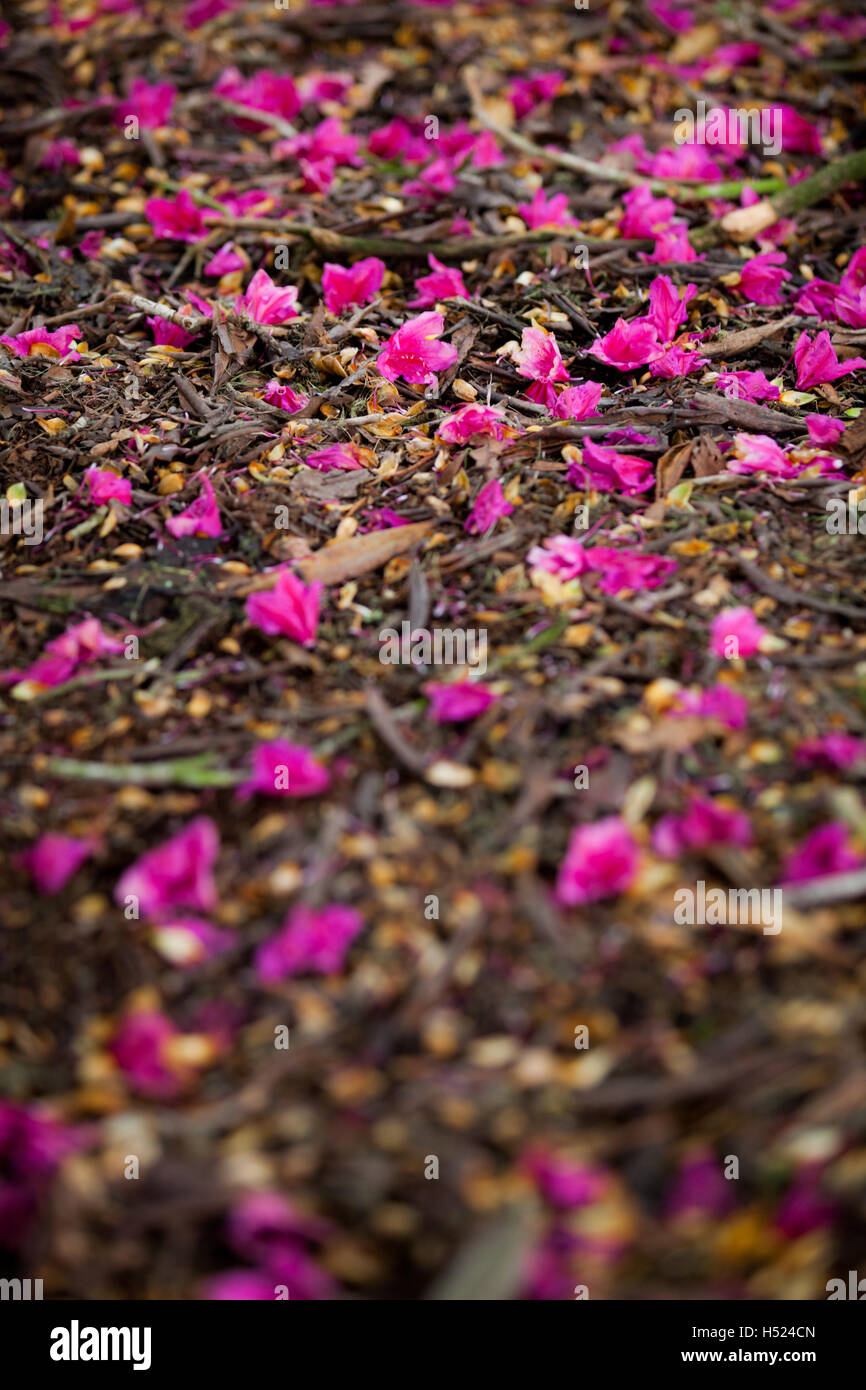 Scattered bright pink flowers from a rhododendron bush on the woodland ...