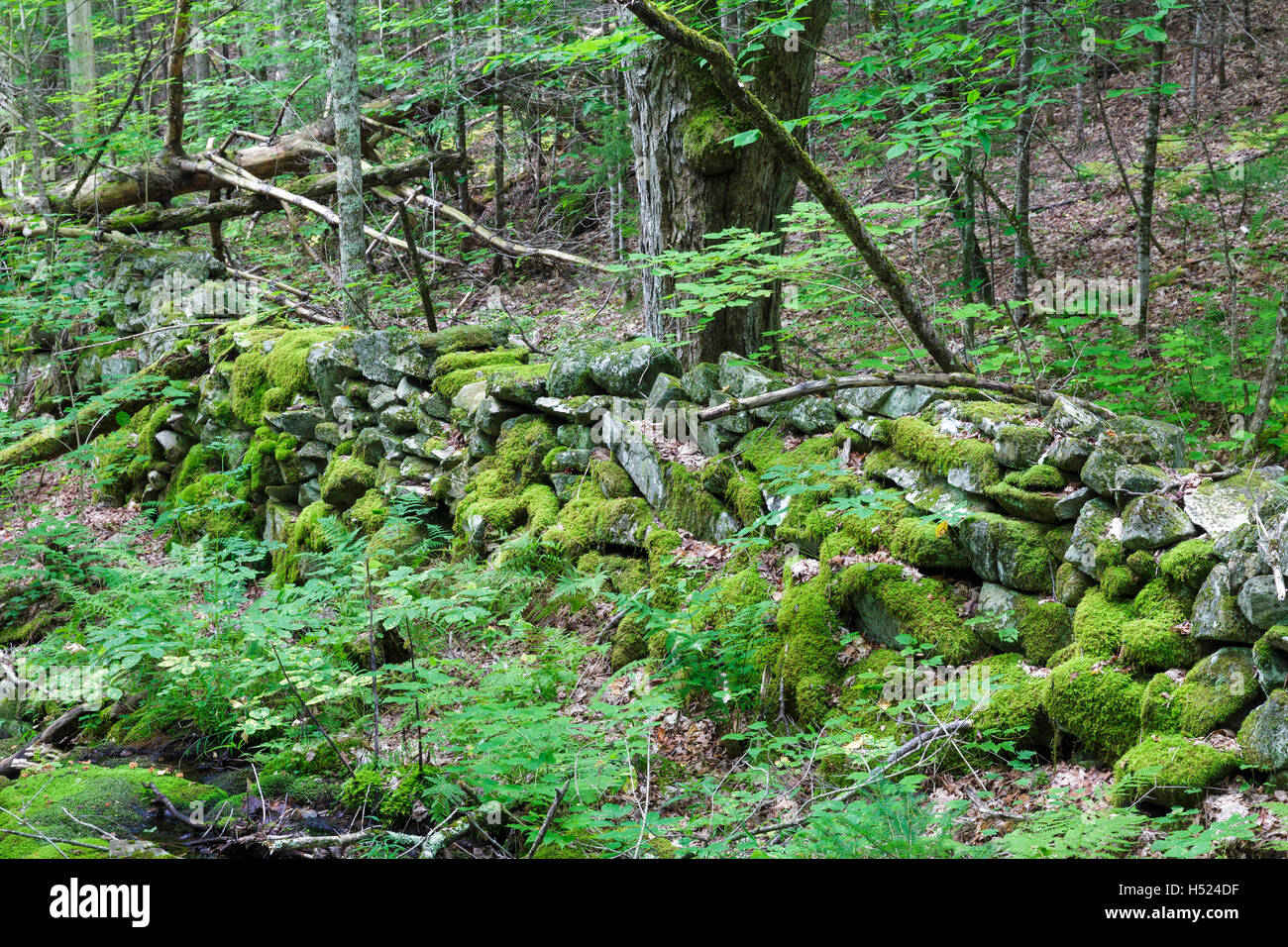 An old stone wall along the Cobble Hill Trail in Landaff, New Hampshire ...