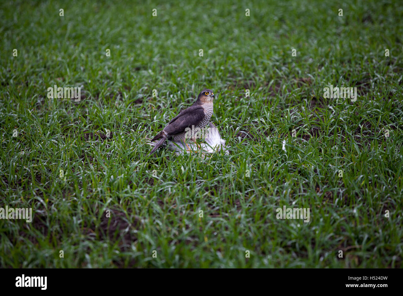 Sparrowhawk on a fresh kill Stock Photo - Alamy