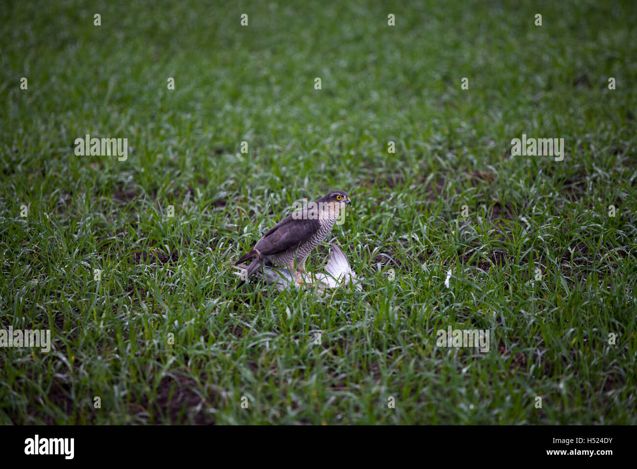 Sparrowhawk catches Pigeon Stock Photo - Alamy