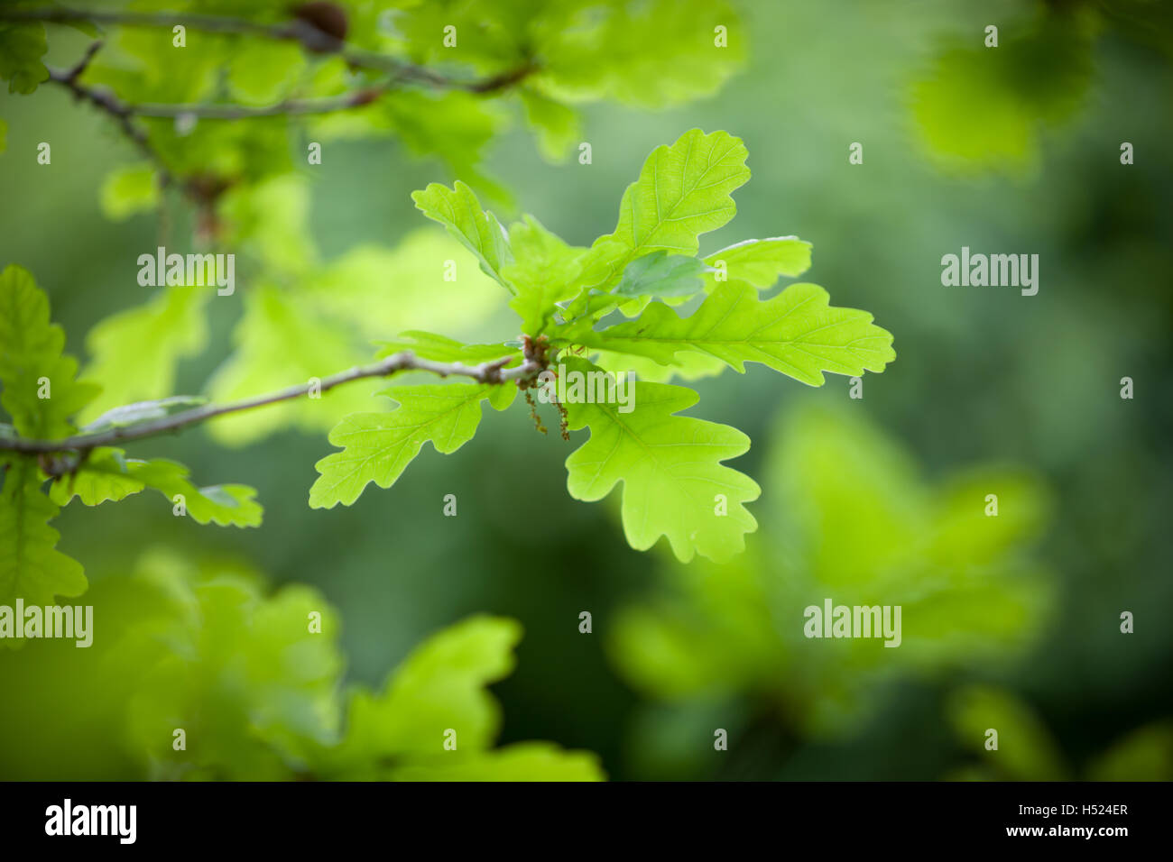 Young bright green oak leaves in Spring time Stock Photo - Alamy