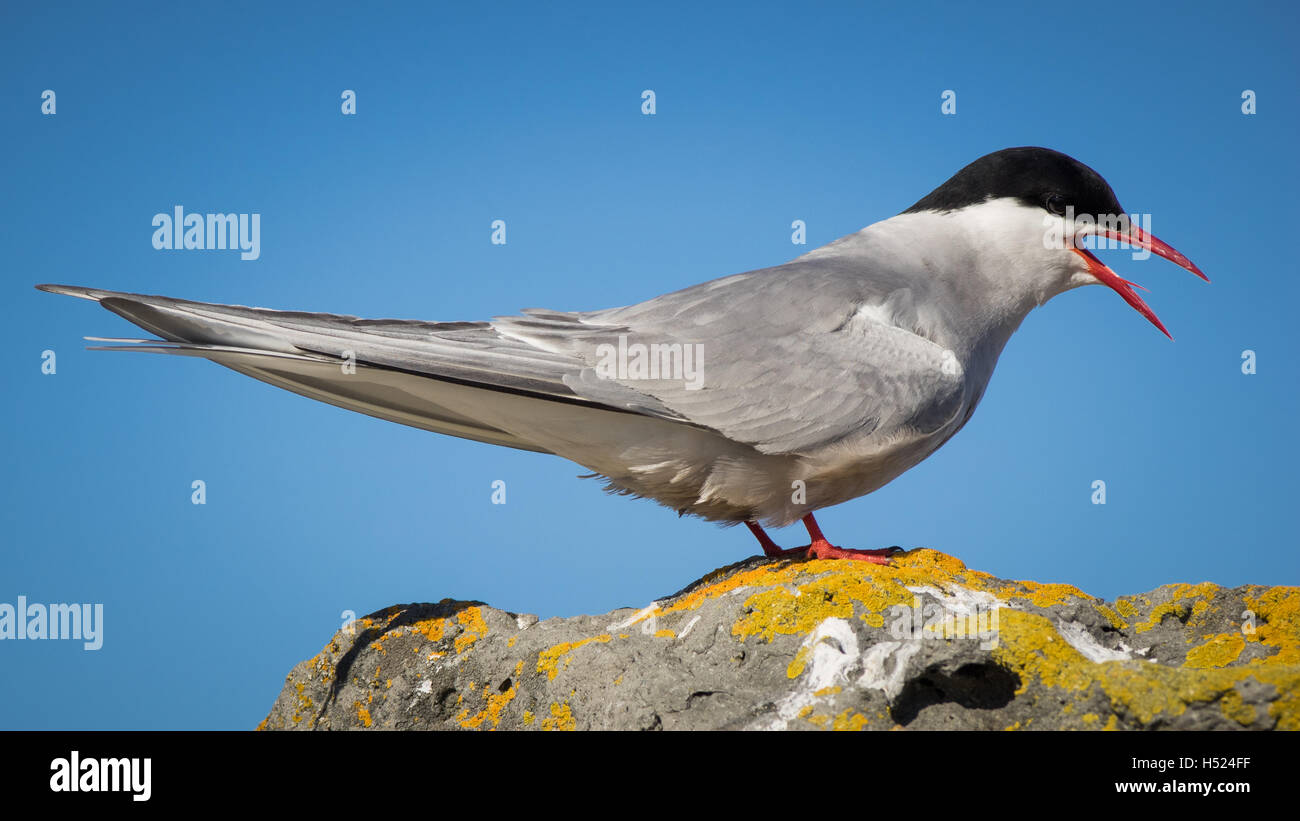 Arctic tern in Iceland Stock Photo - Alamy