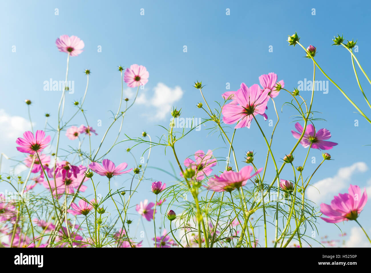 cosmos flower field with blue sky background Stock Photo - Alamy