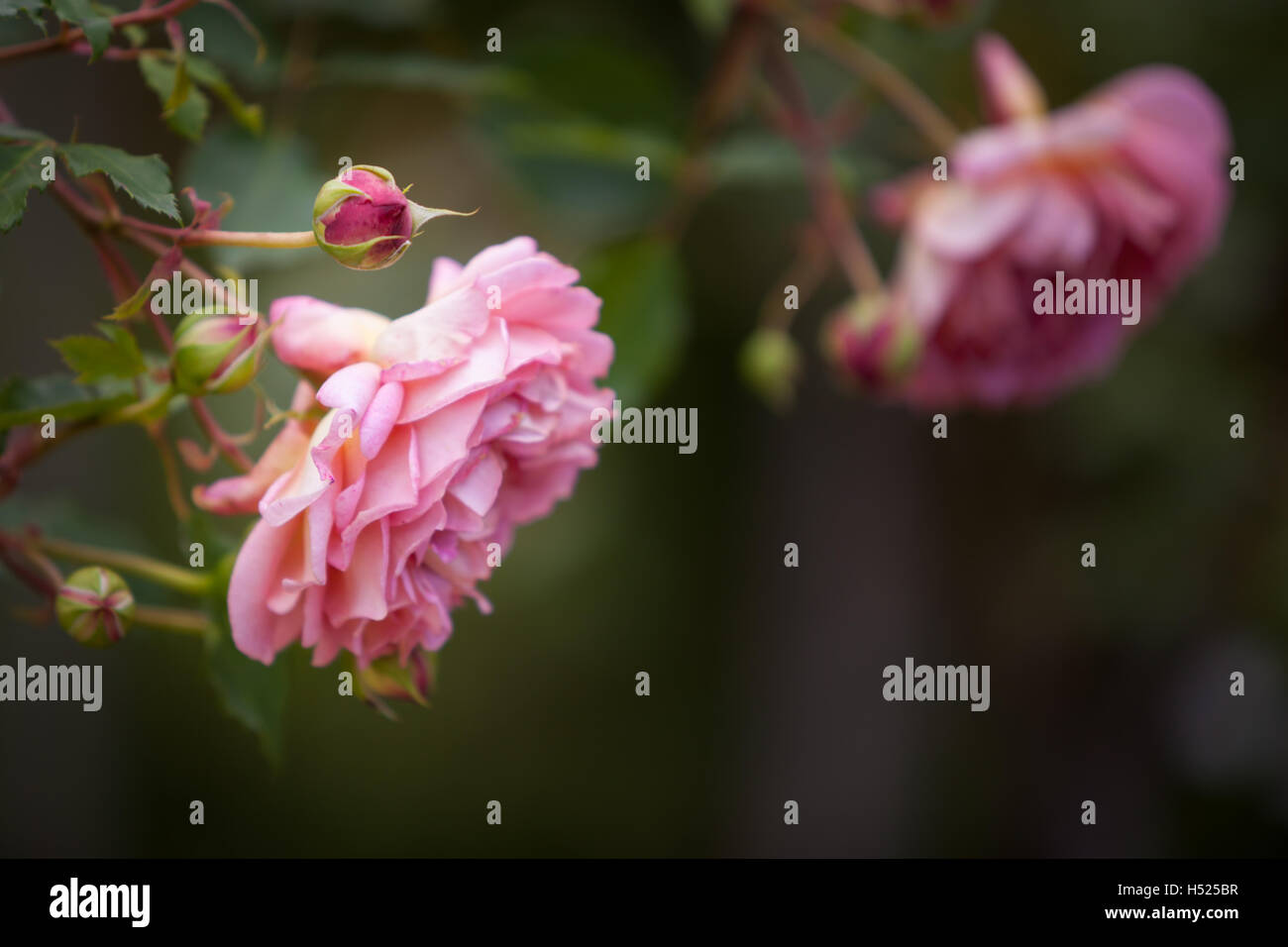 Heavenly rose hi-res stock photography and images - Alamy