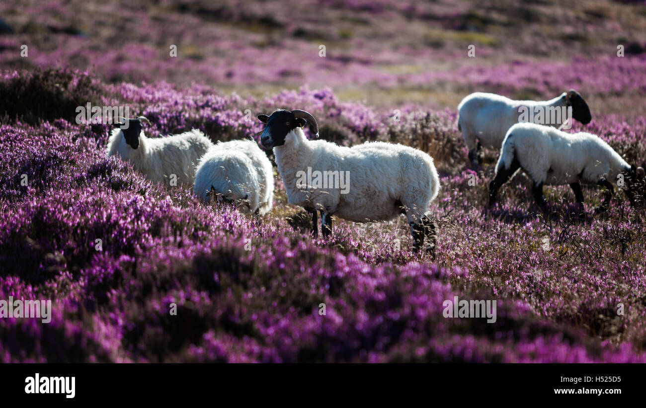 Simonside hills hi-res stock photography and images - Alamy
