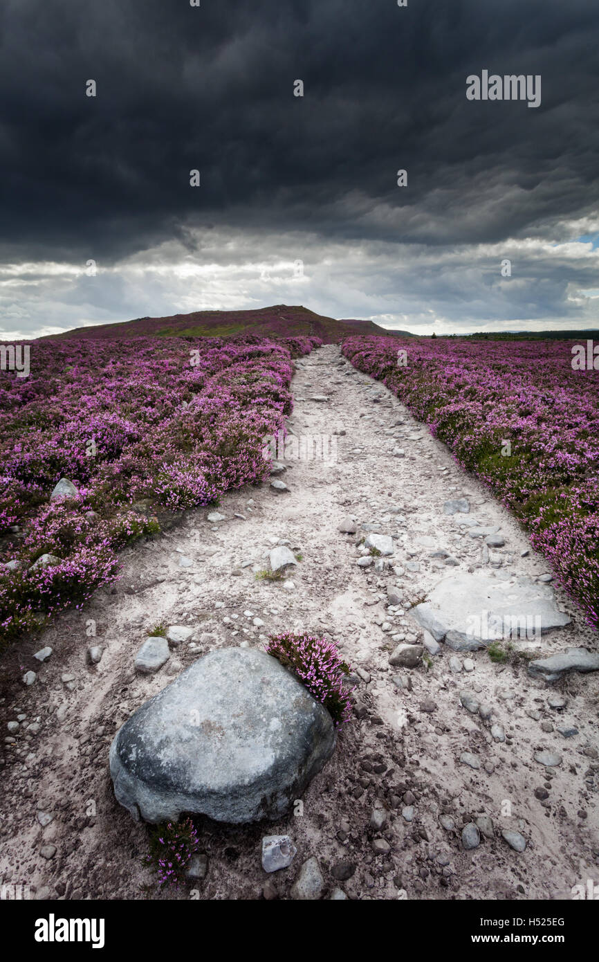 Footpath through heather flower filled moorland on top of the Simonside ...