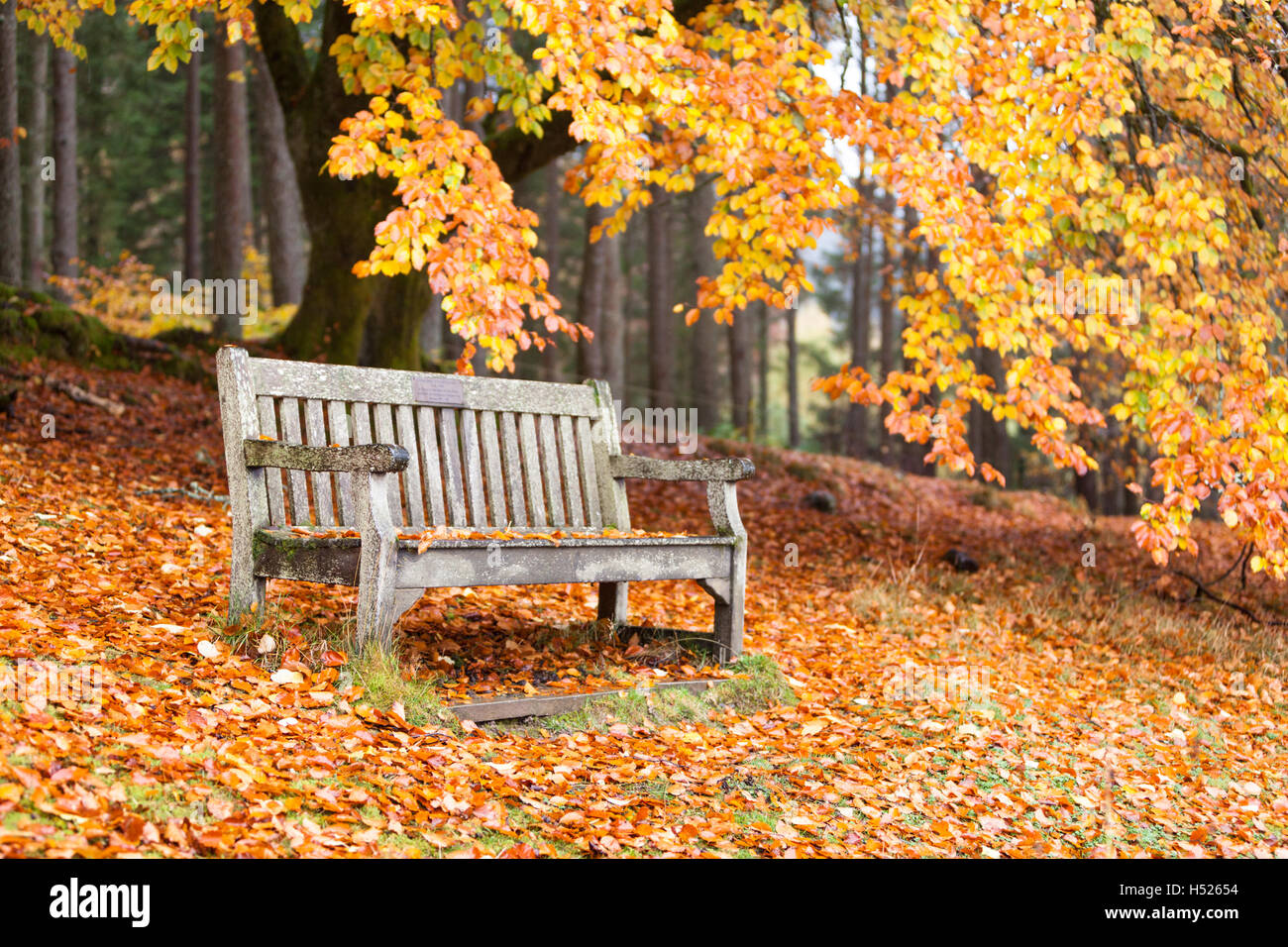 Wooden bench and trees hi-res stock photography and images - Alamy