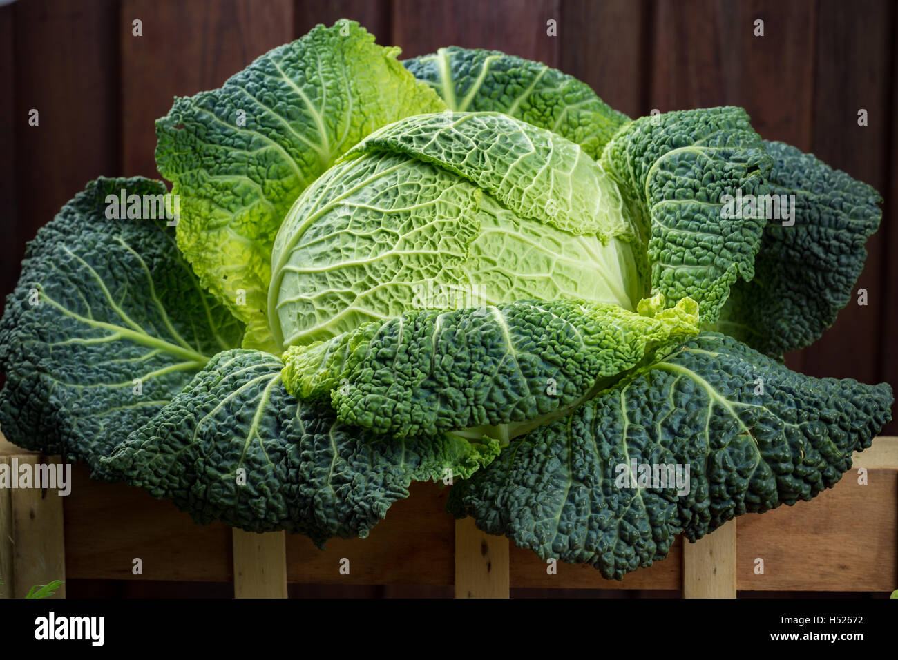 Green fresh whole Savoy cabbage close up on wooden background Stock ...