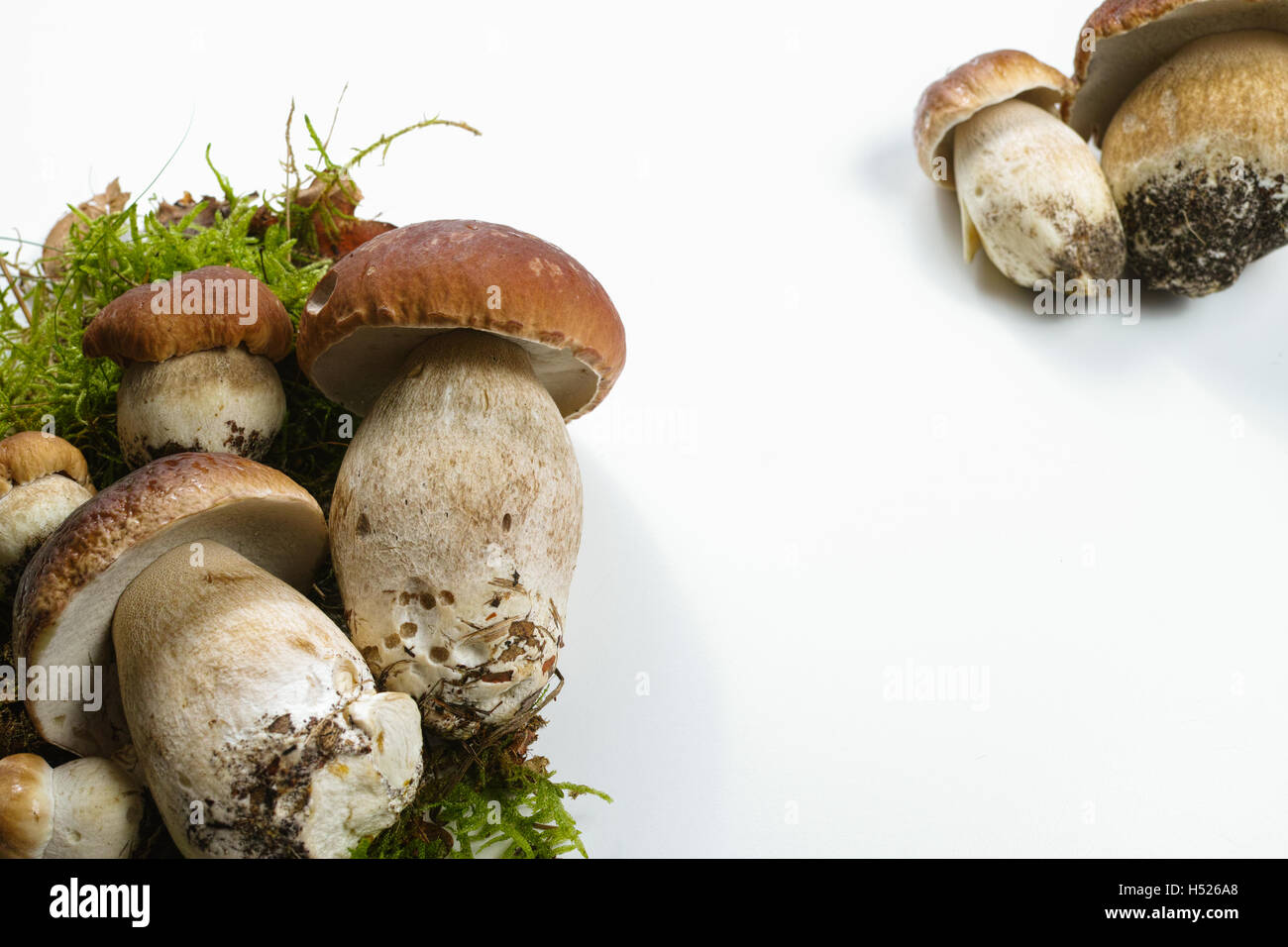 Fresh wild porcini mushrooms (boletus edulis) on white background copy ...