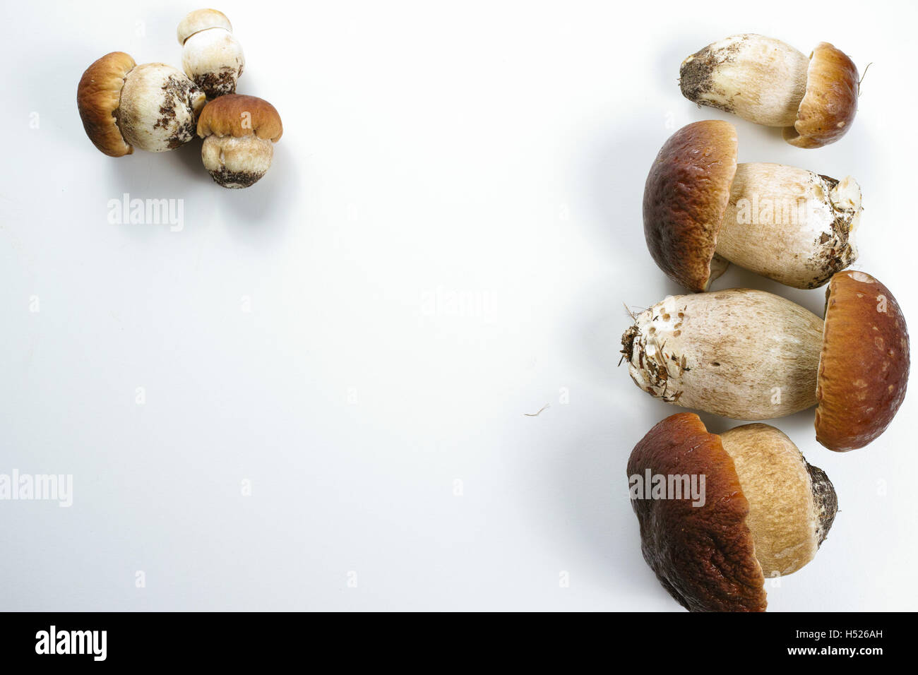 Fresh wild porcini mushrooms (boletus edulis) on white background copy ...
