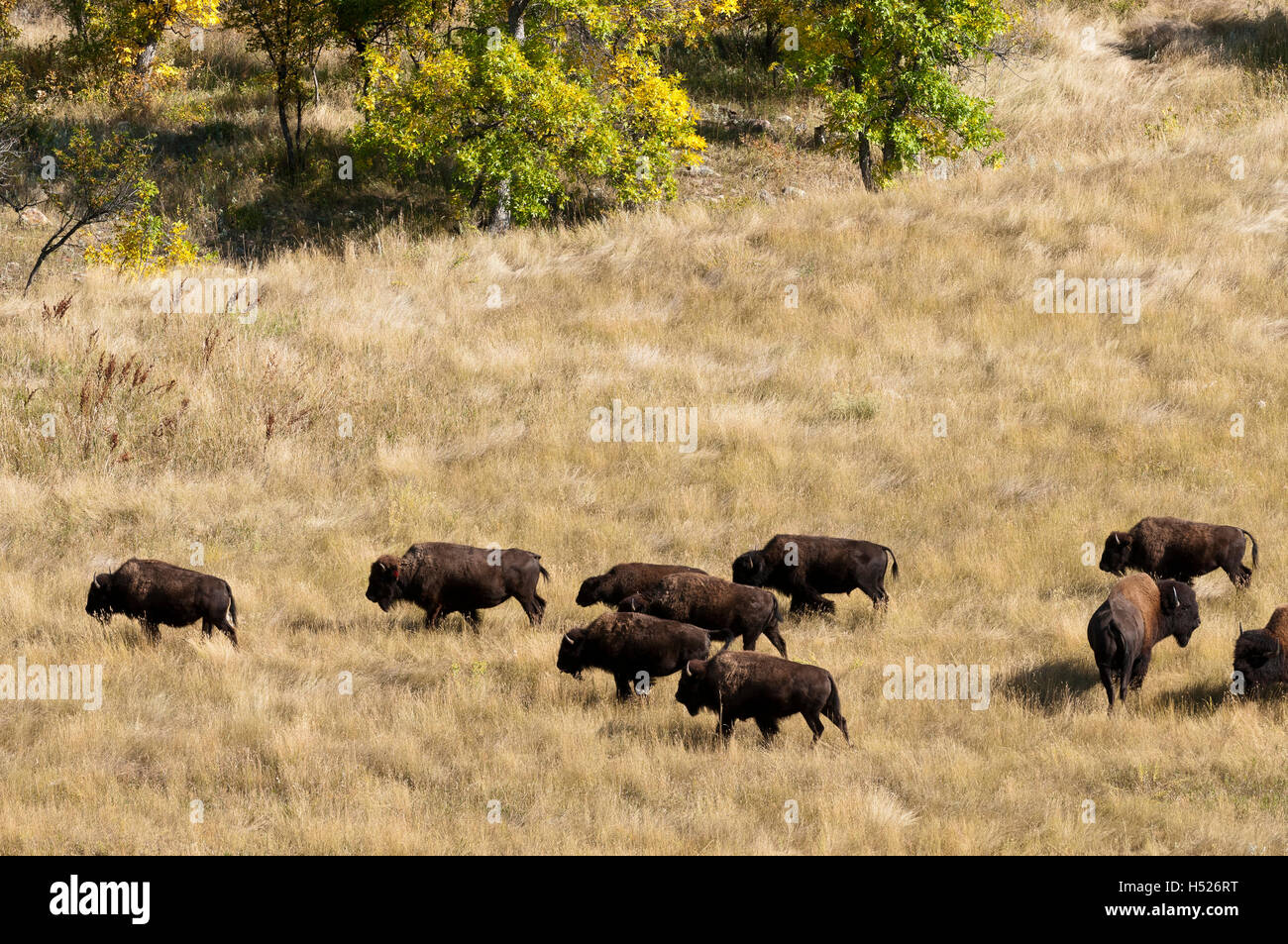 Custer state park bison in hi-res stock photography and images - Alamy