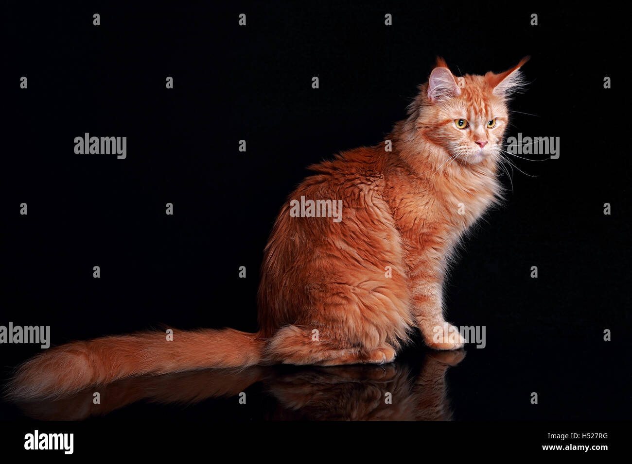 Female red solid maine coon cat sitting with beautiful brushes on the ...