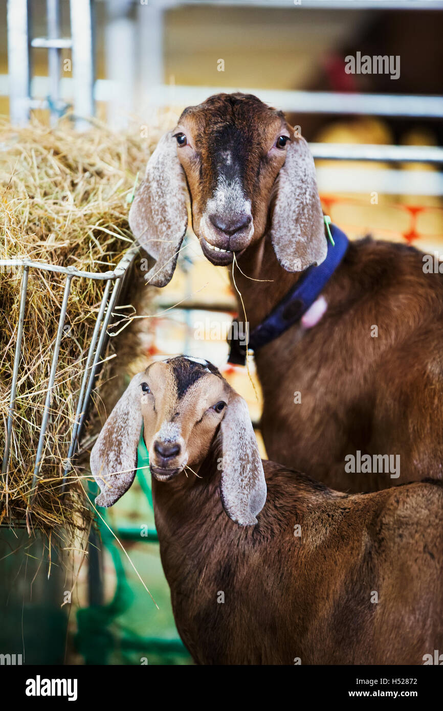 Two goats in a stable, looking at the camera Stock Photo - Alamy
