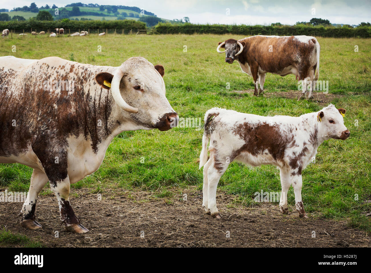 English longhorn cattle hi-res stock photography and images - Alamy