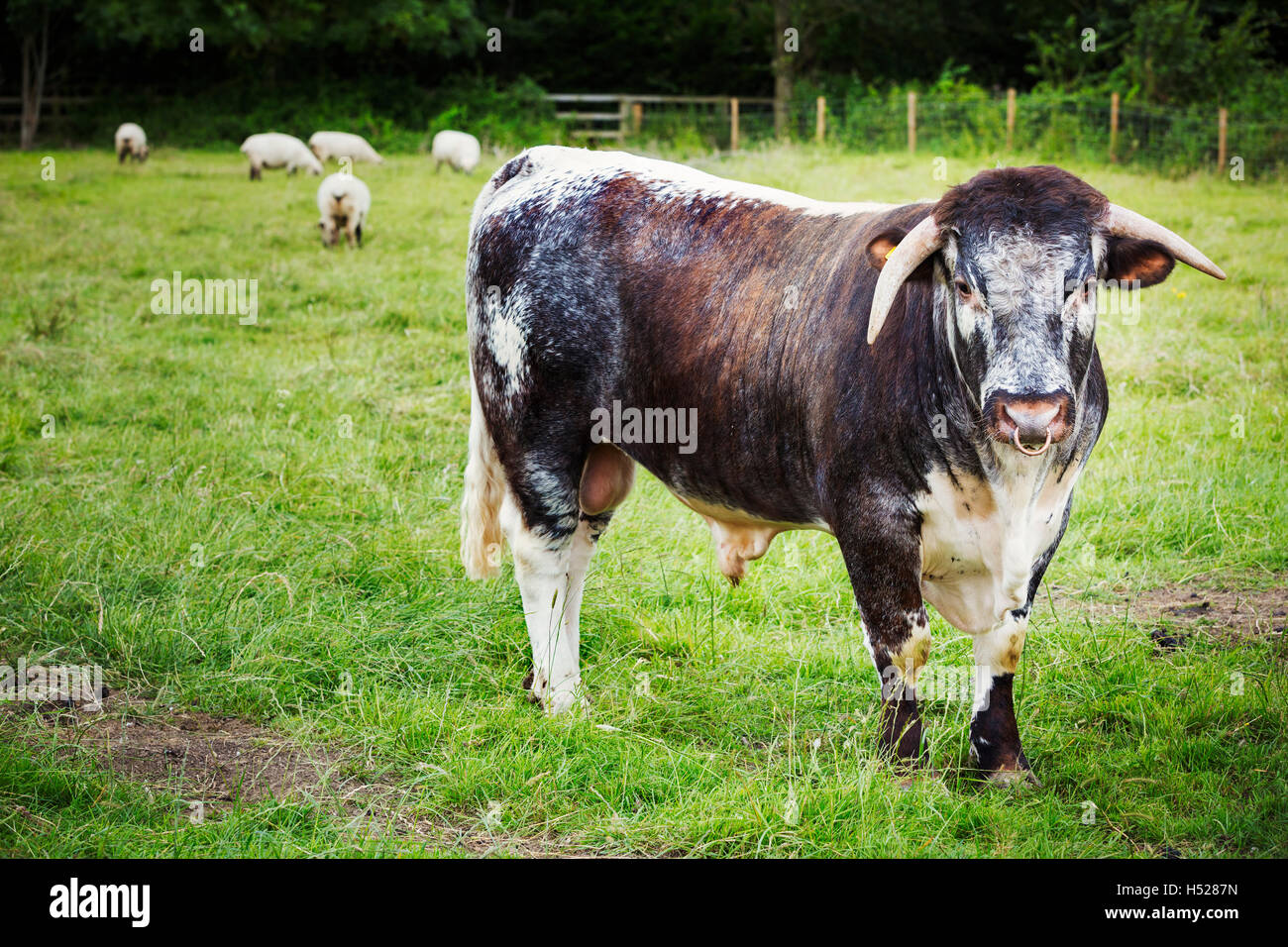English Longhorn cattle in a pasture Stock Photo - Alamy