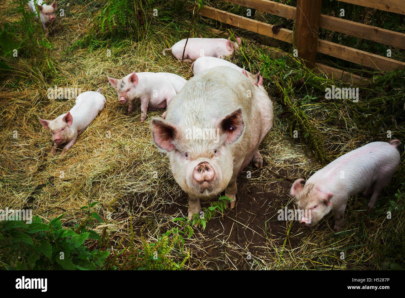 Pigs raised in free range open air conditions on a farm Stock Photo - Alamy