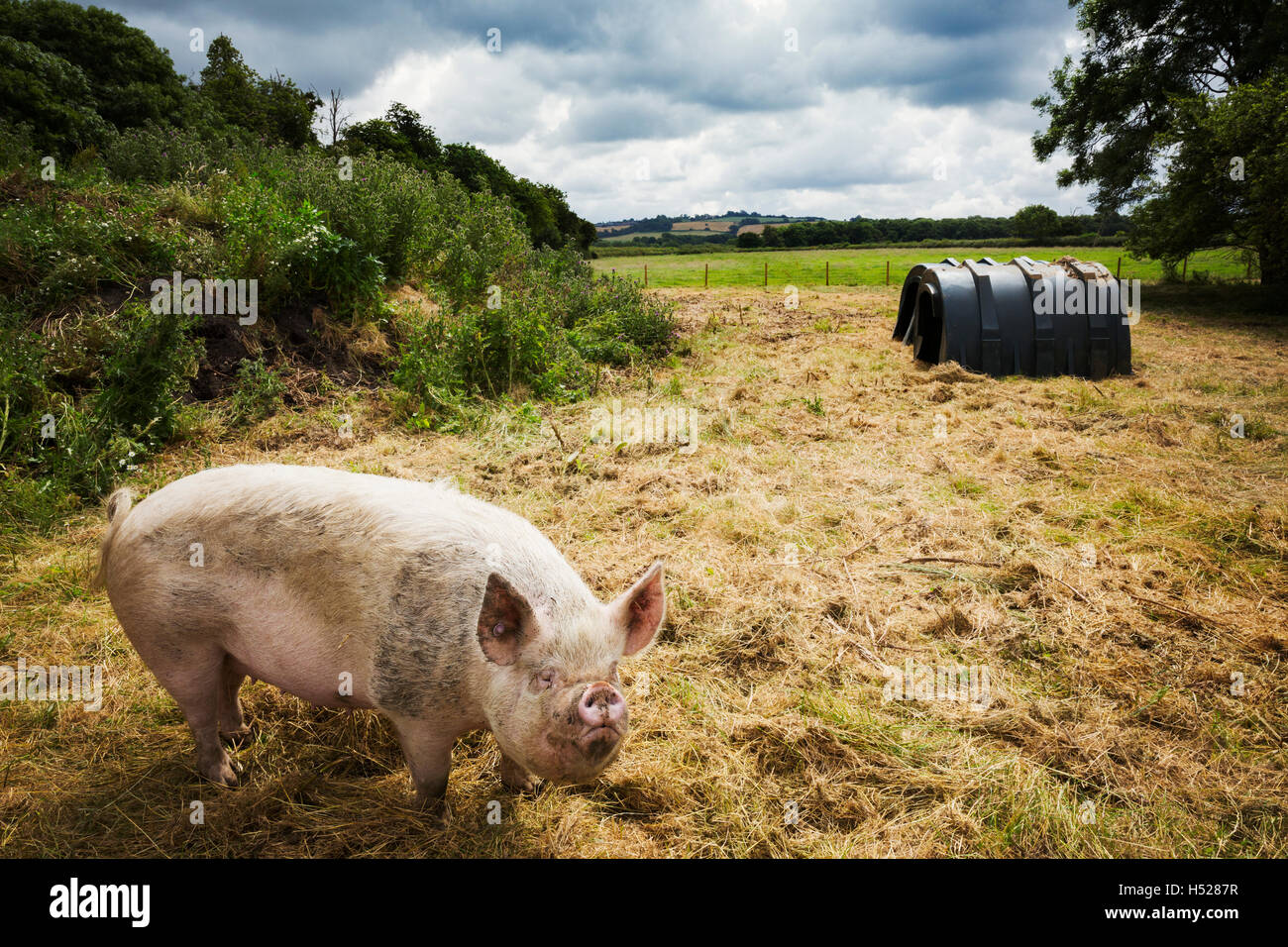 Pigs raised in free range open air conditions on a farm Stock Photo - Alamy