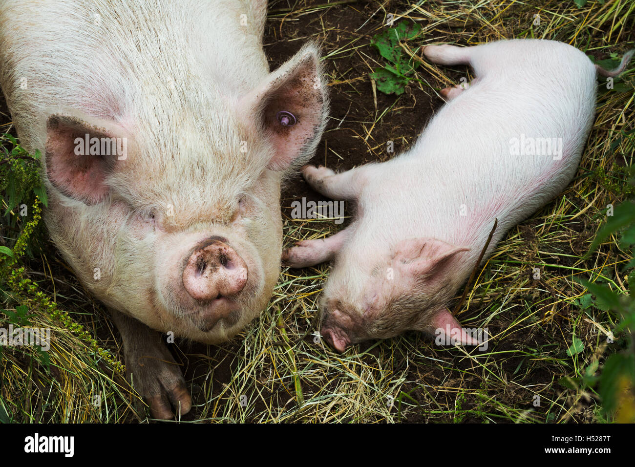 Pigs raised in free range open air conditions on a farm Stock Photo - Alamy