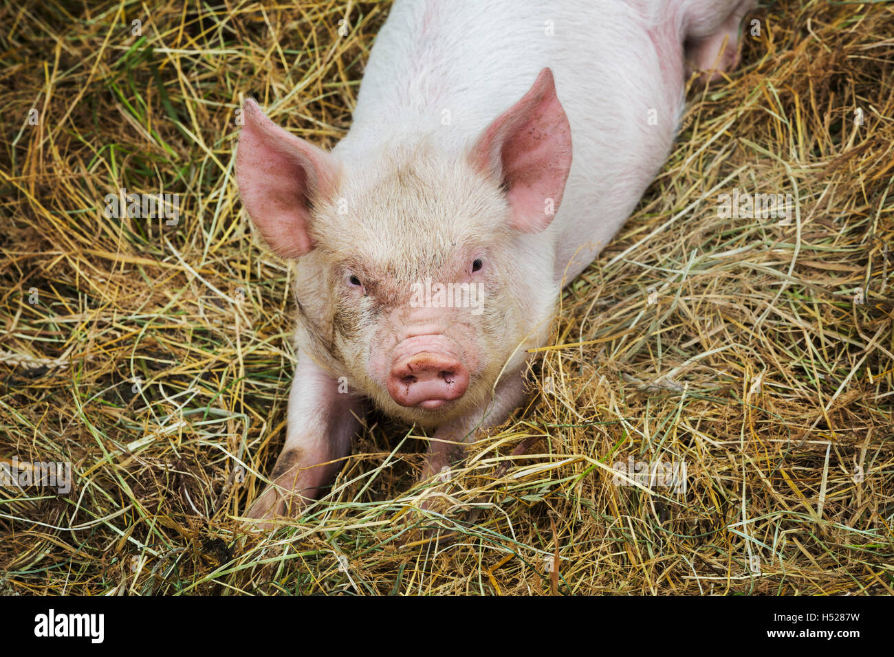Pigs raised in free range open air conditions on a farm Stock Photo - Alamy