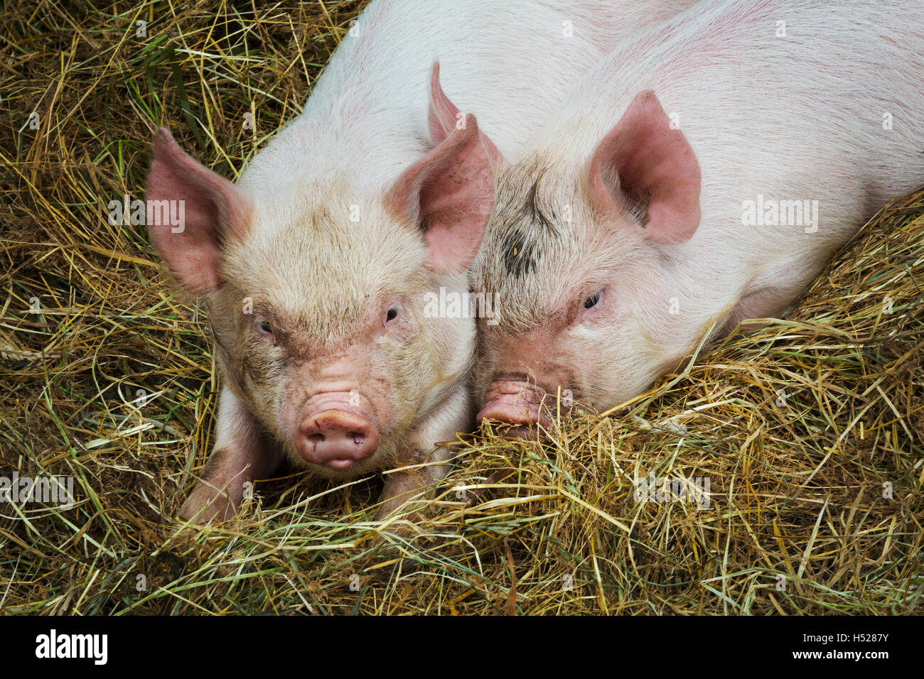 Pigs raised in free range open air conditions on a farm Stock Photo - Alamy