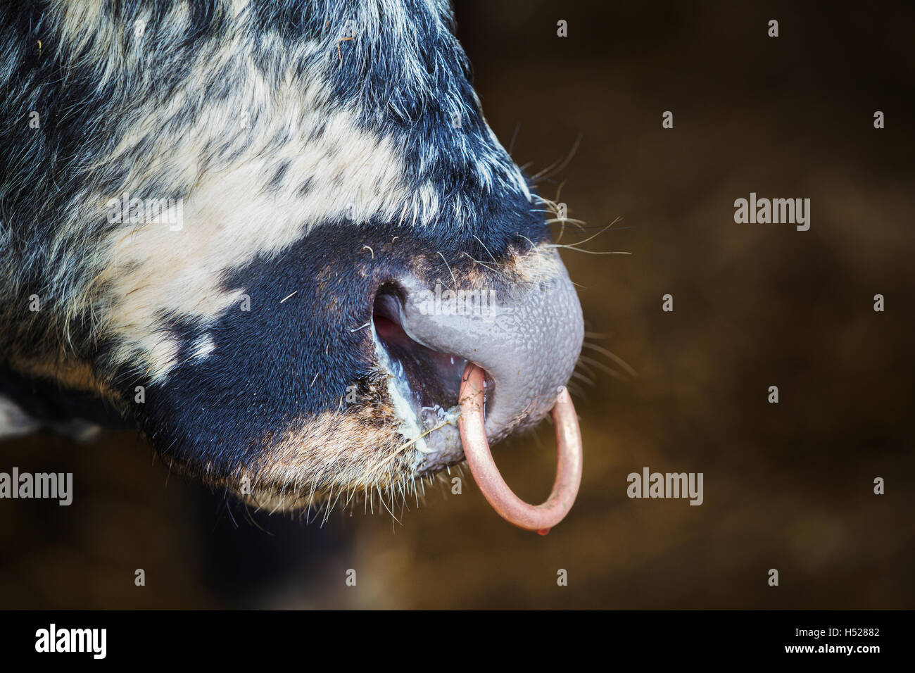 Close up bull nose ring hi-res stock photography and images - Alamy