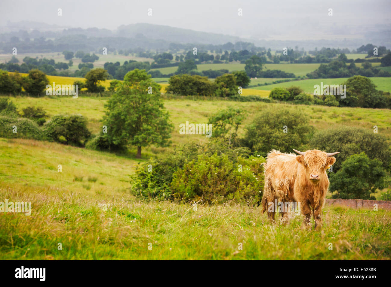Brown Highland cow in a field. Long brown shaggy coat and horns Stock ...