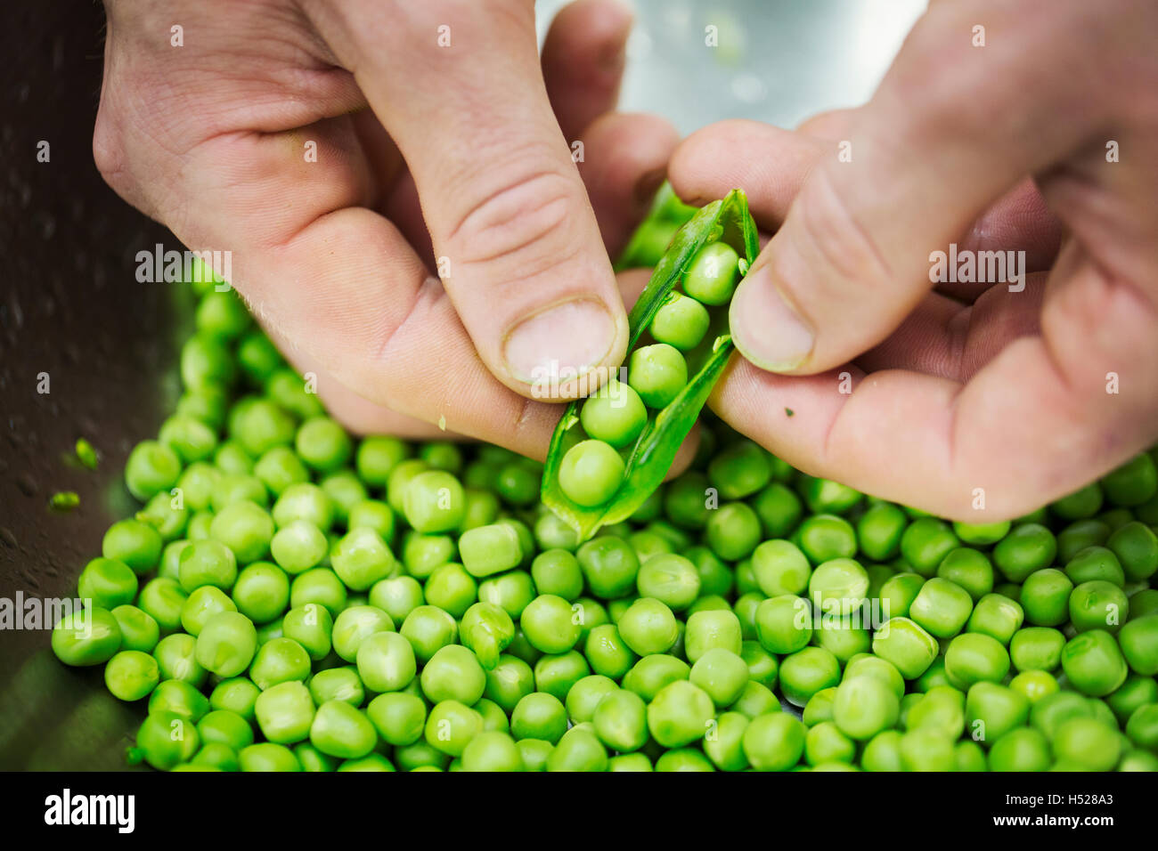 Close up of a chef shelling fresh green peas Stock Photo - Alamy