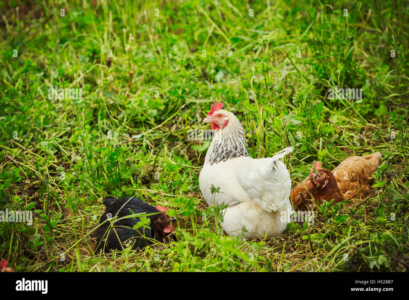 Three Chickens Stock Photos & Three Chickens Stock Images - Alamy