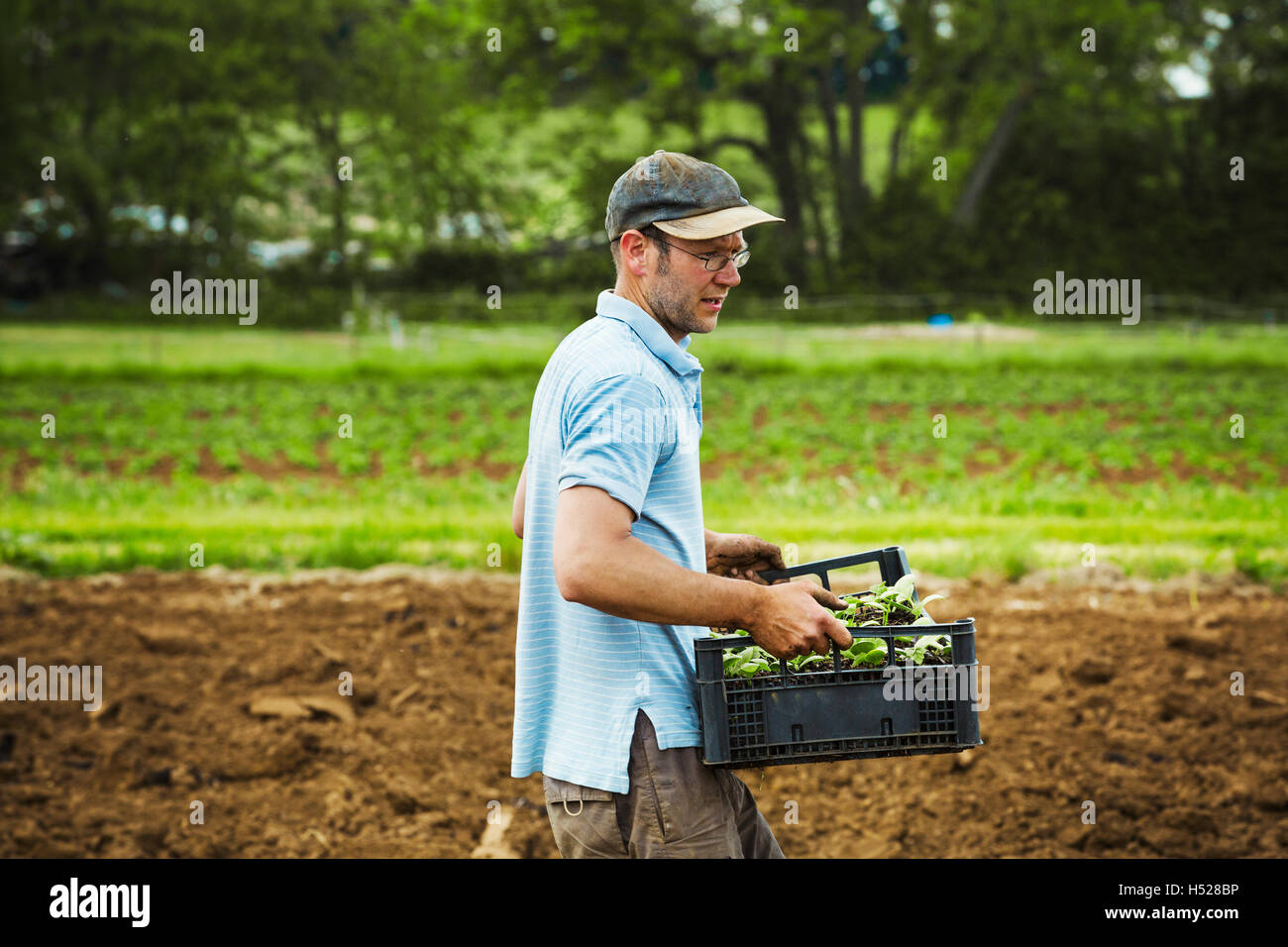 A man carrying a tray full of seedlings across a field Stock Photo - Alamy