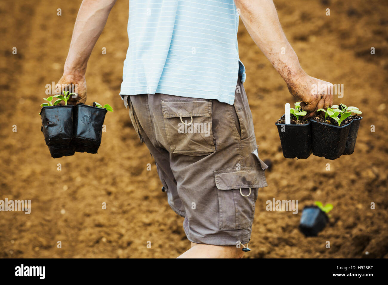 A man walking across a field carrying plant pots full of seedlings ...