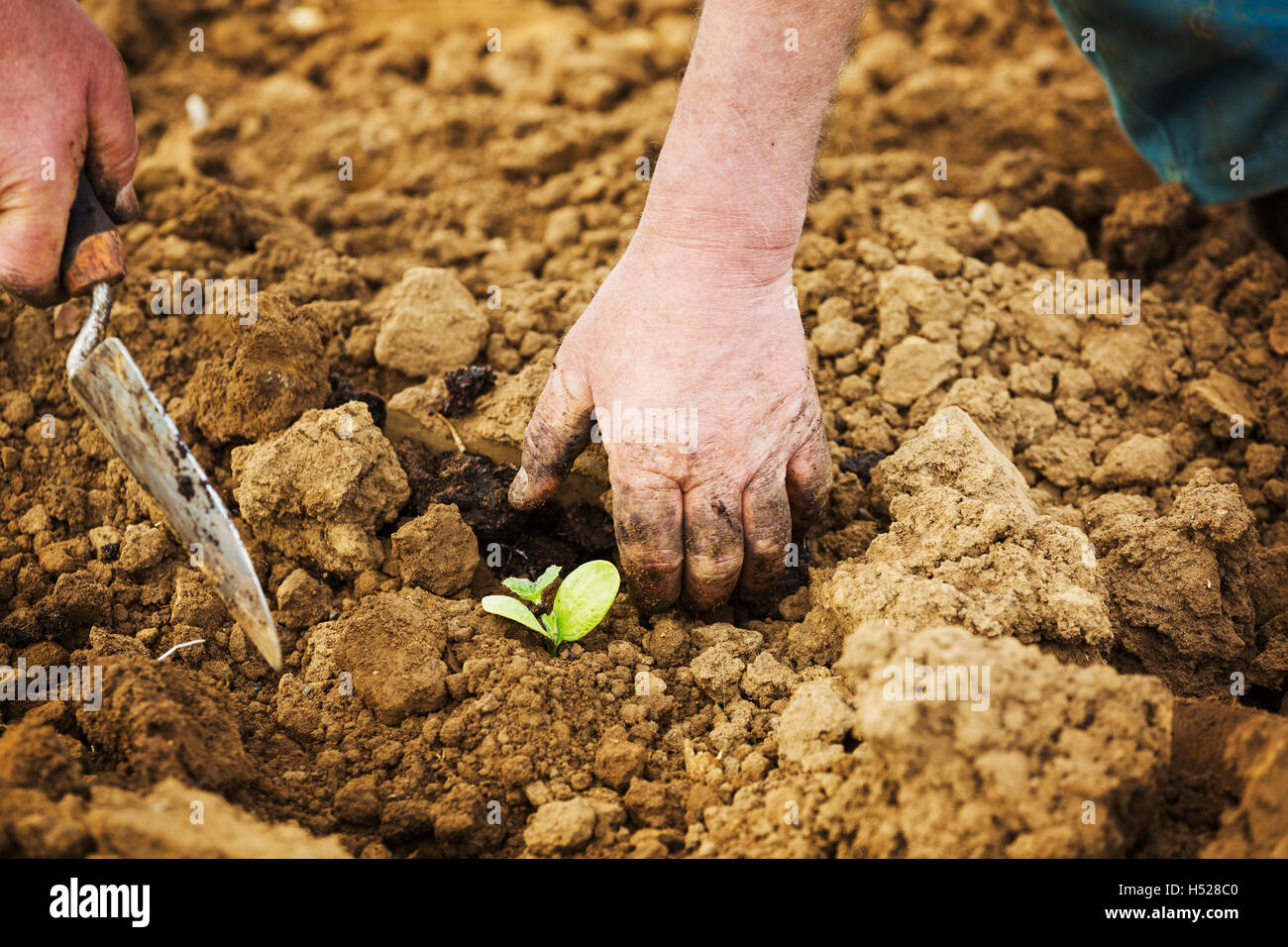 A man bending, using a trowel, planting a small seedling in the soil ...