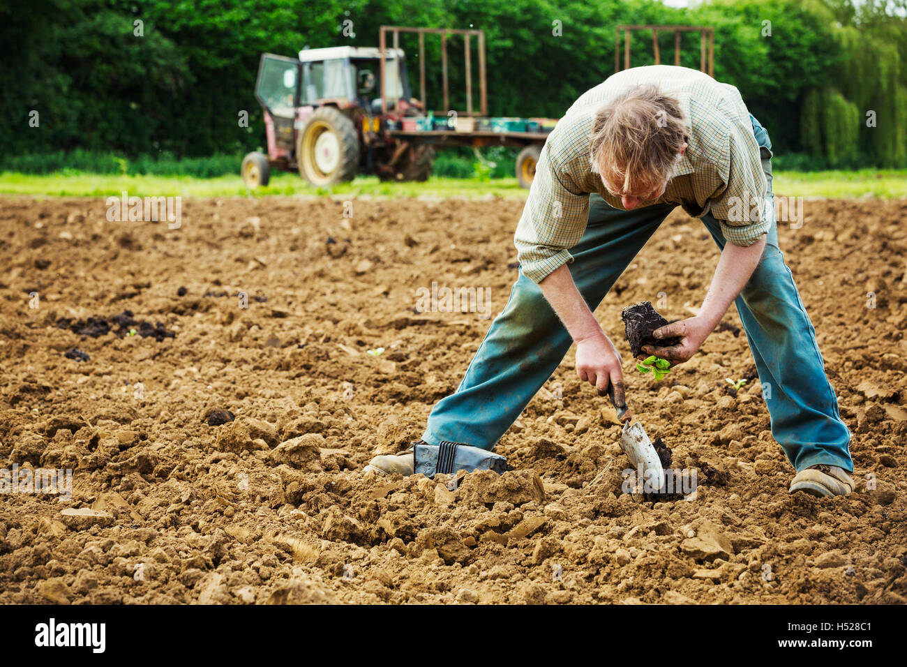 A man bending, using a trowel, planting a small seedling in the soil ...