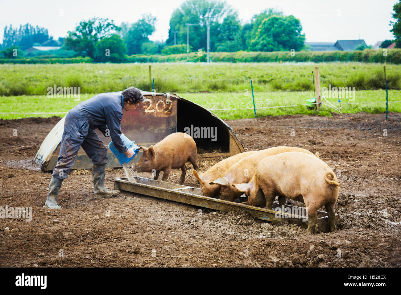 A woman pouring a bucket into a trough for a group of pigs Stock Photo ...