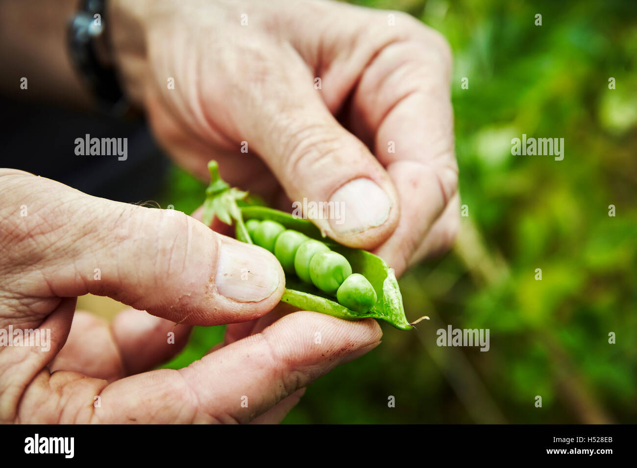 Pea image hi-res stock photography and images - Alamy