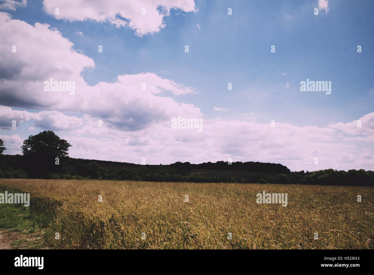 Wheat growing in a field in the Chilterns, England Vintage Retro Filter ...
