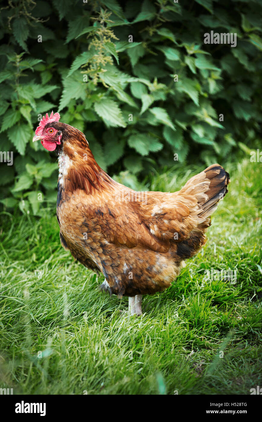 Bush chicken hi-res stock photography and images - Alamy