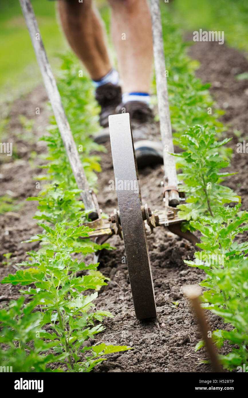A man using a wheel hoe to hoe between rows of small flower plants in a ...