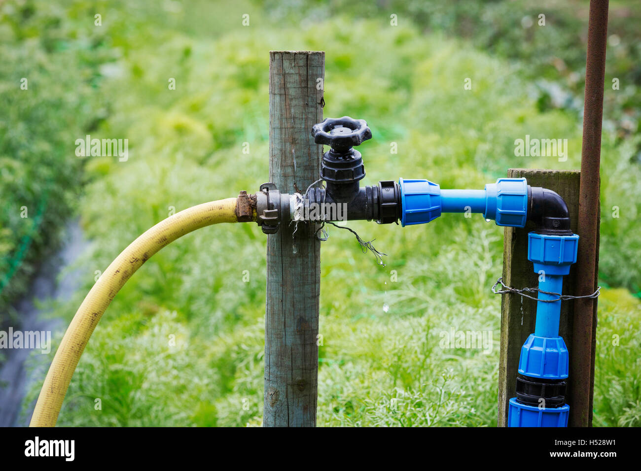 A garden tap and connected blue and yellow hose Stock Photo - Alamy