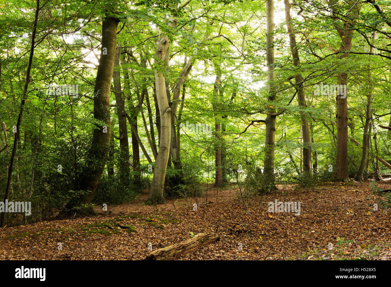 English woodland scene at the start of autumn Stock Photo - Alamy