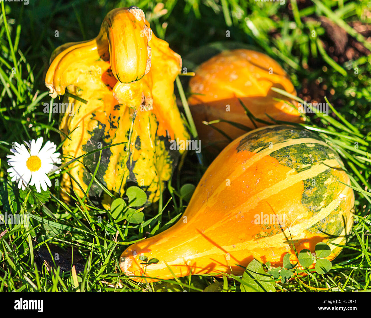 Small colorful ornamental gourds in the grass Stock Photo - Alamy