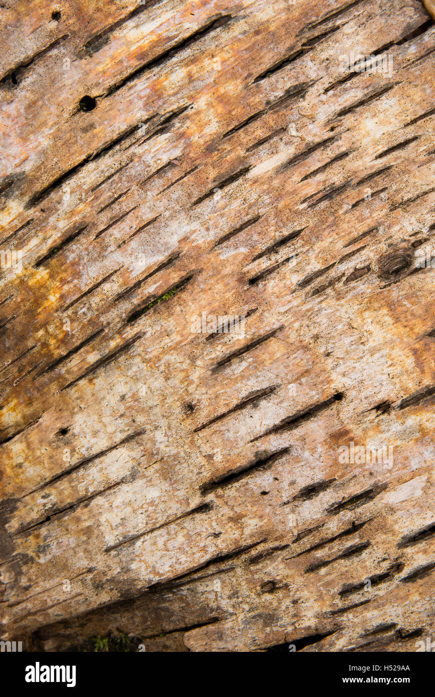 Close up detail of the bark of a Birch tree (Betula pendula) showing ...