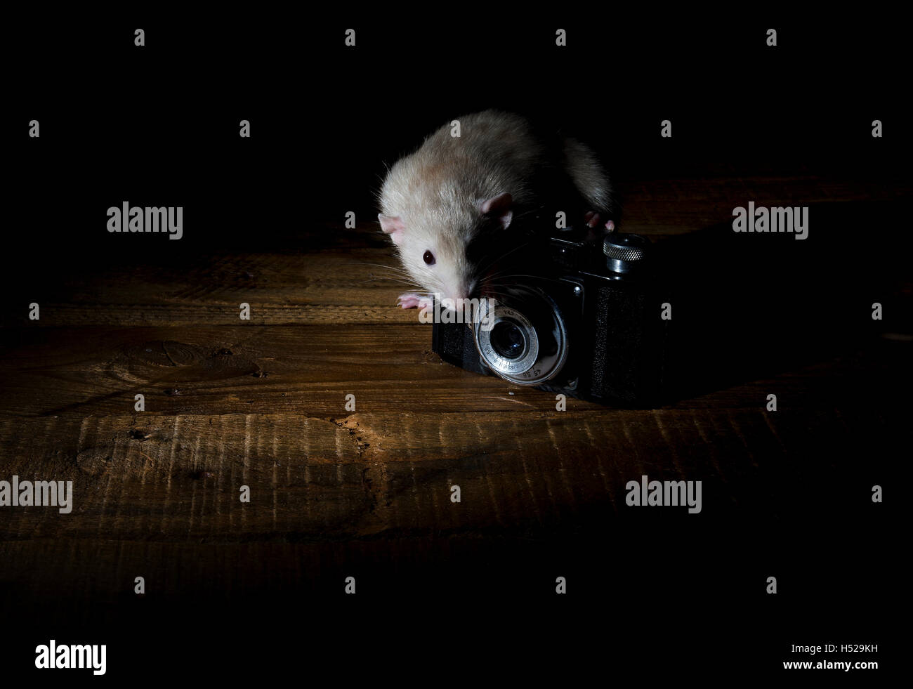 Young decorative rat with the old camera Stock Photo - Alamy