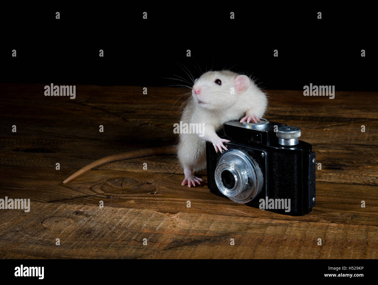 Young decorative rat with the old camera Stock Photo - Alamy