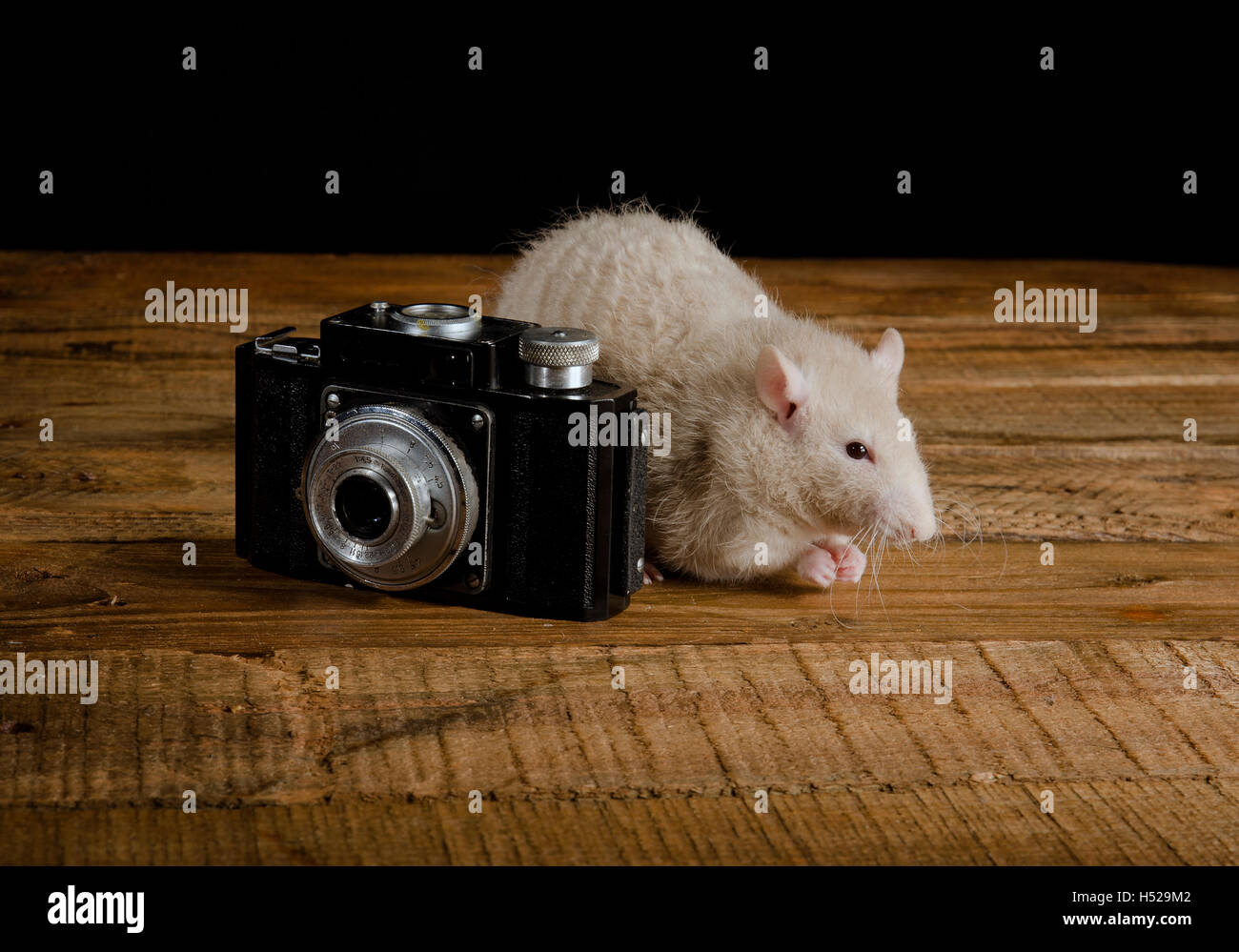 Young decorative rat with the old camera Stock Photo - Alamy