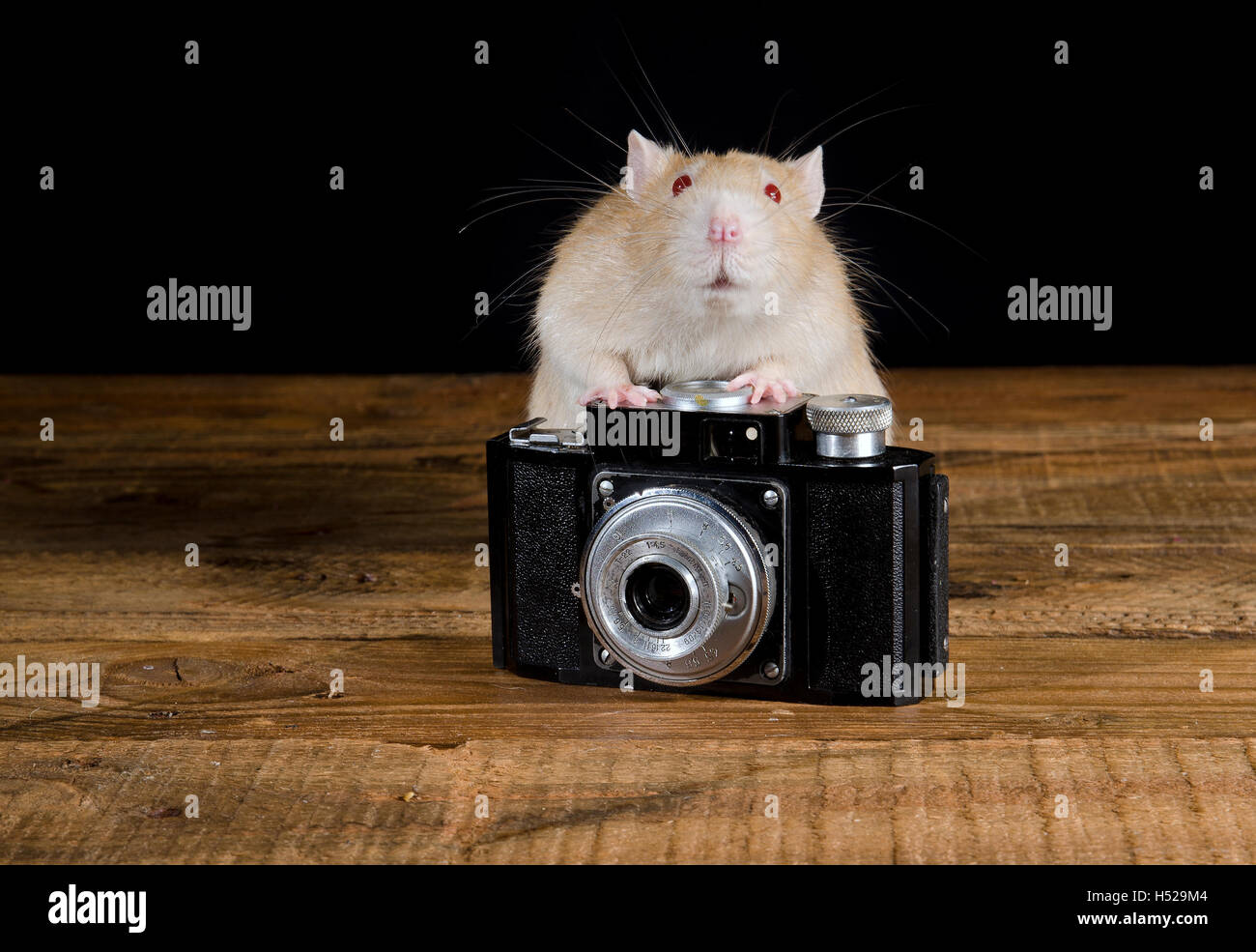 Young decorative rat with the old camera Stock Photo - Alamy